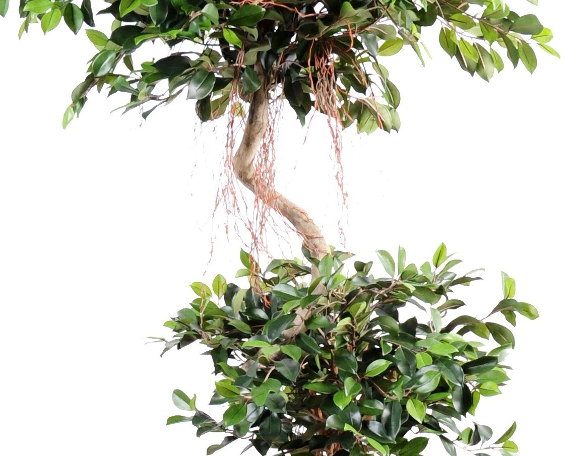 Ficus artificiel spirale 2 têtes 185 cm bois naturel - 223,00