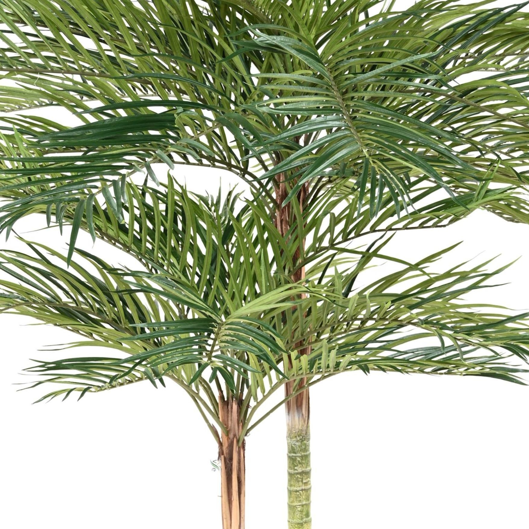 PHOENIX PALM 2T - 299,00