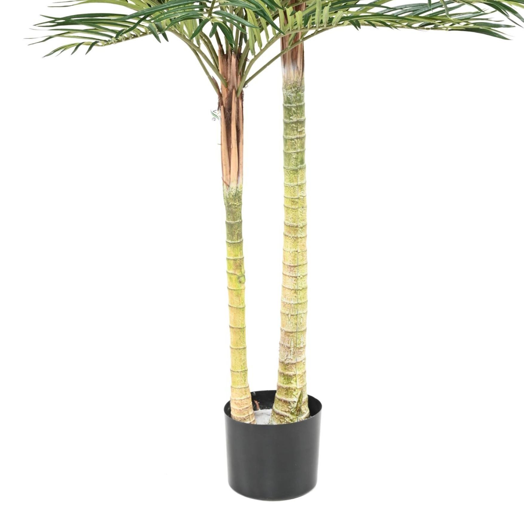 PHOENIX PALM 2T - 299,00